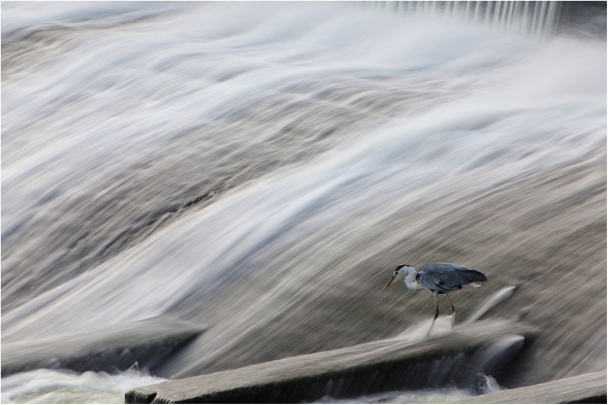 Concentration | GANREF