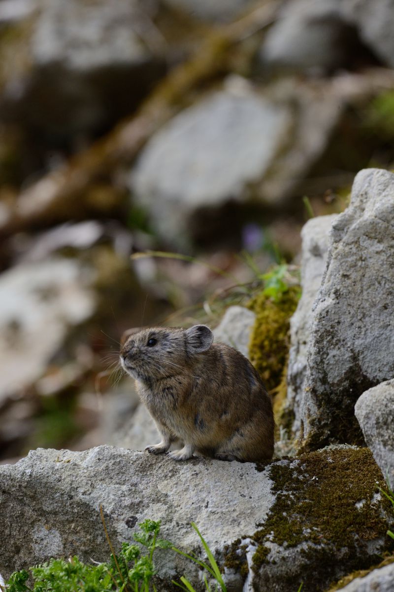 なきうさぎGW3 | GANREF