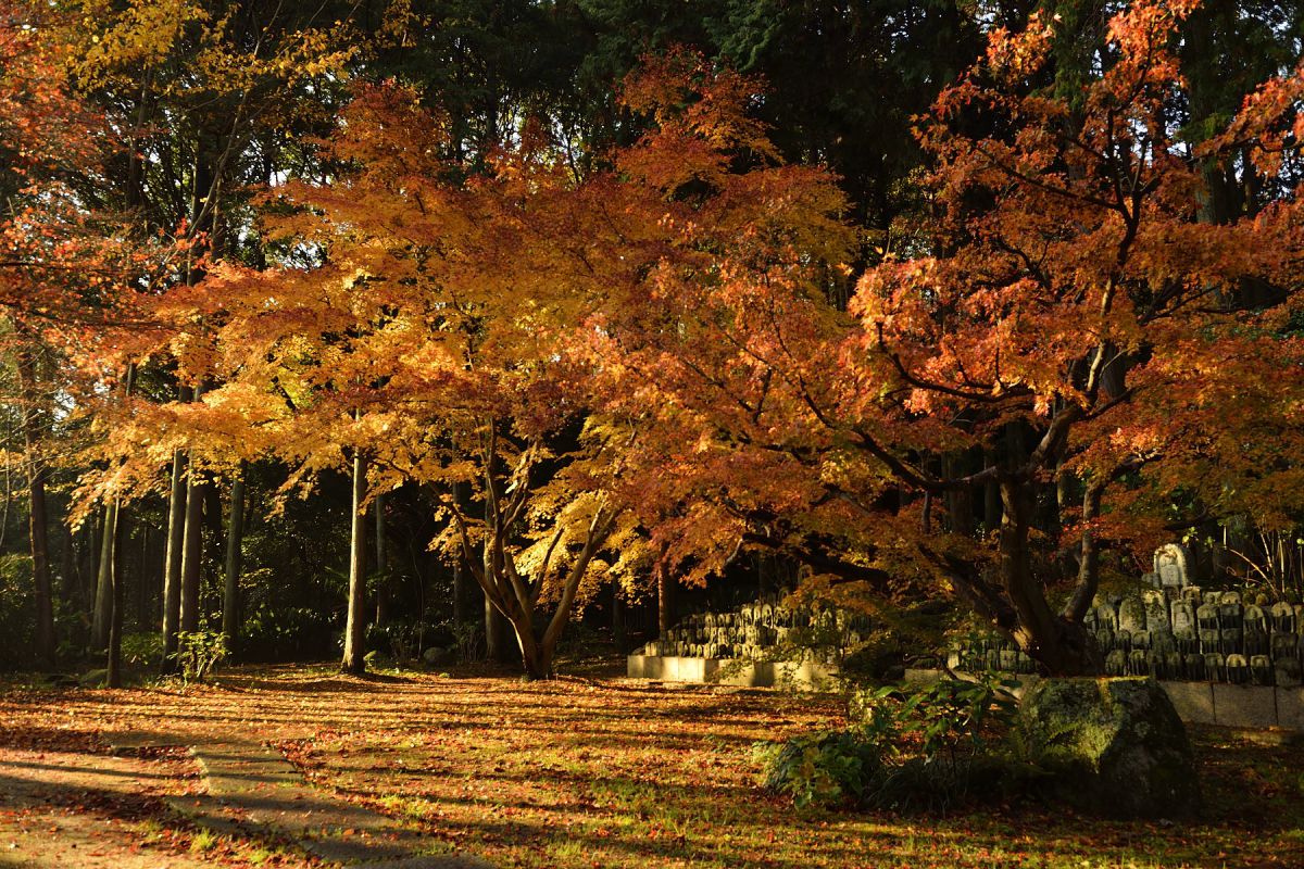 朝陽に眩む | GANREF