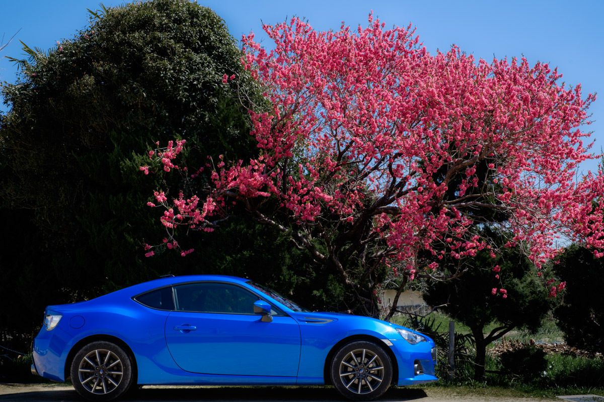 紅梅とBRZ | GANREF