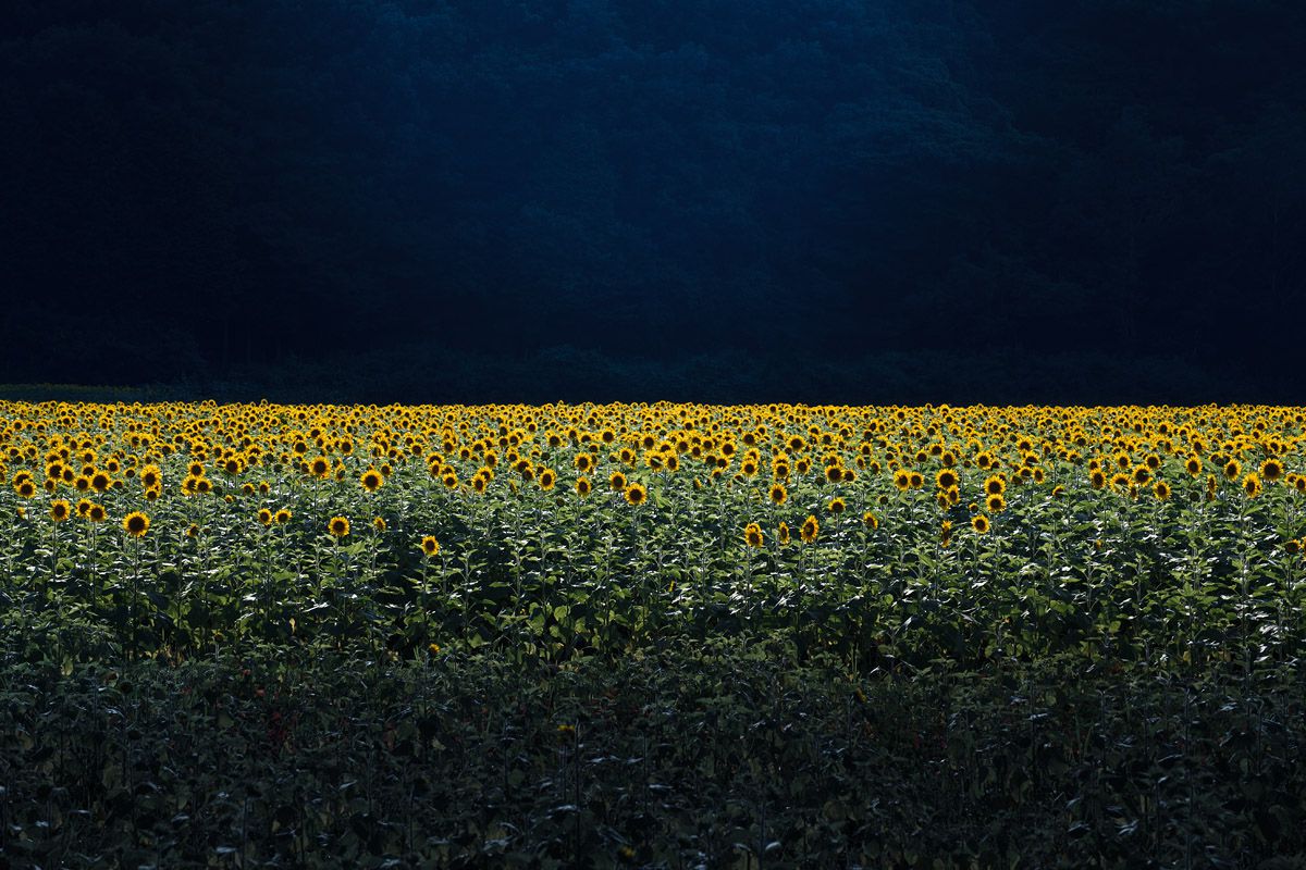 yellow line | GANREF