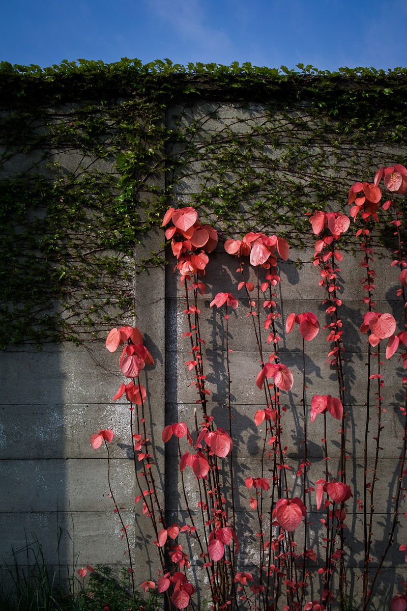 strange plants | GANREF