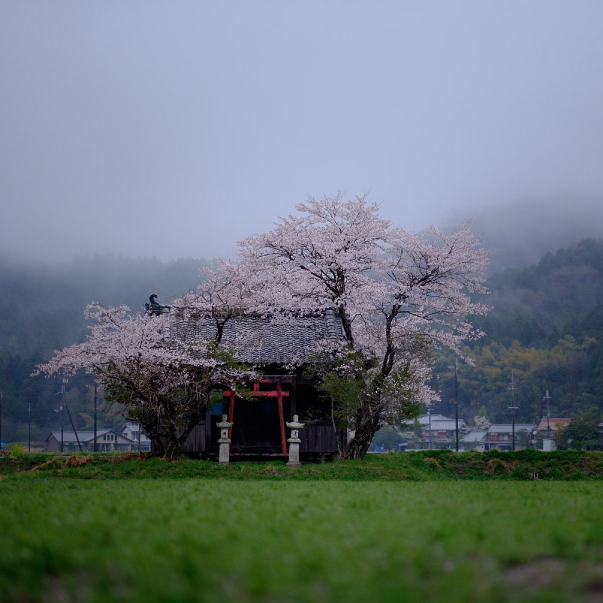 とある社 | GANREF