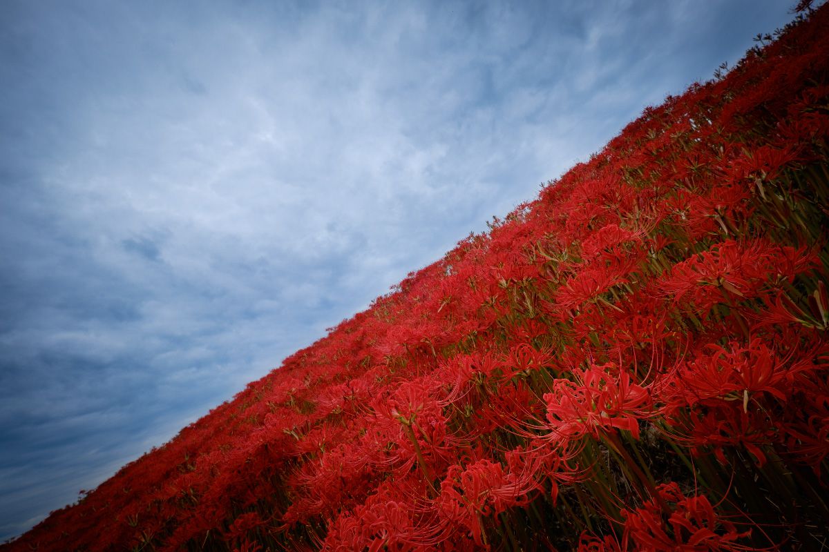 バーニング | GANREF