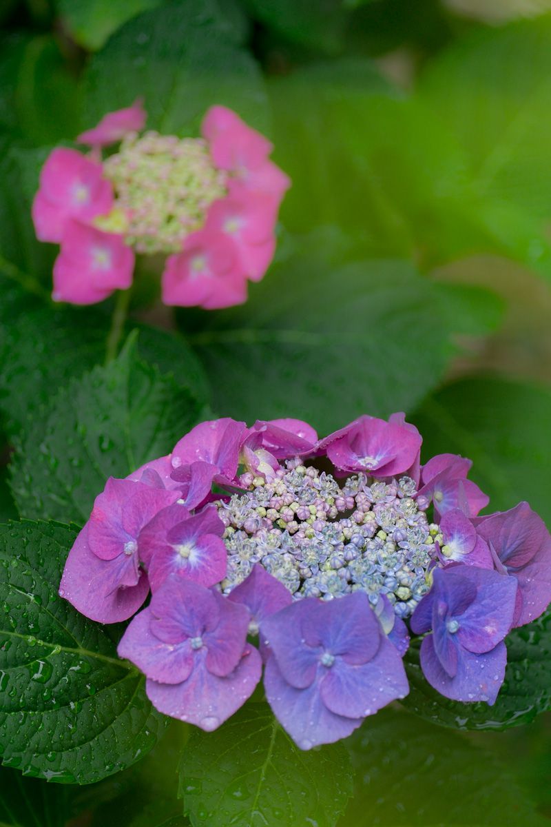 hydrangea | GANREF