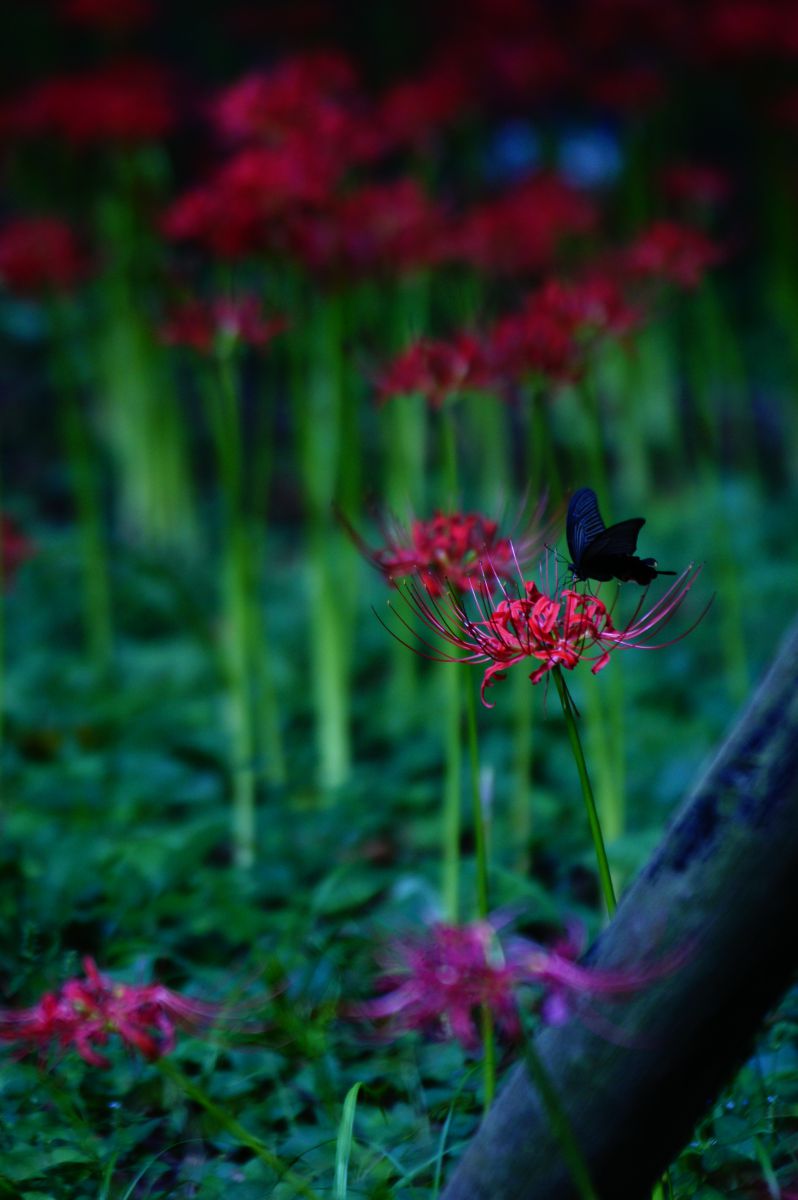 烏揚羽と彼岸華 | GANREF