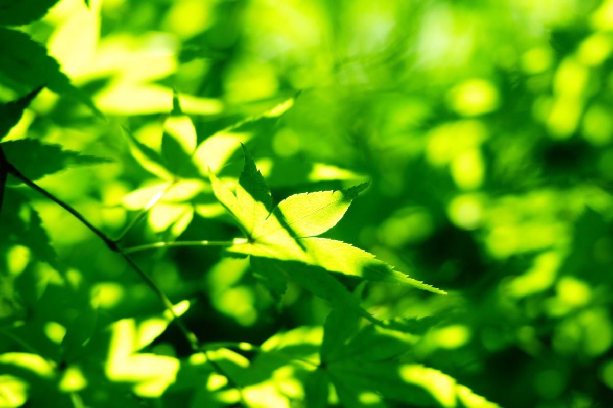 Skillful Green | GANREF