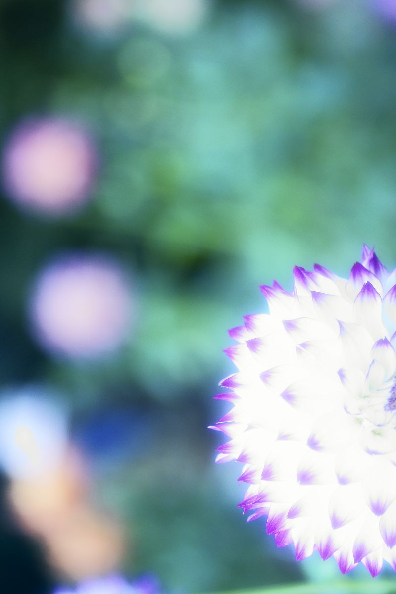 Fascinating white | GANREF