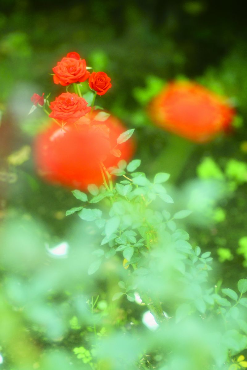 Orange Jewel | GANREF