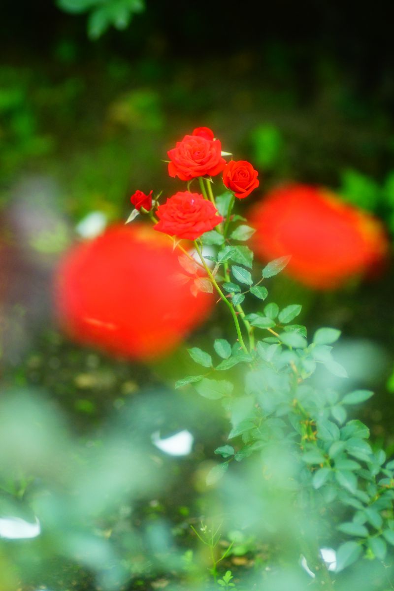 艶やかなJEWEL | GANREF