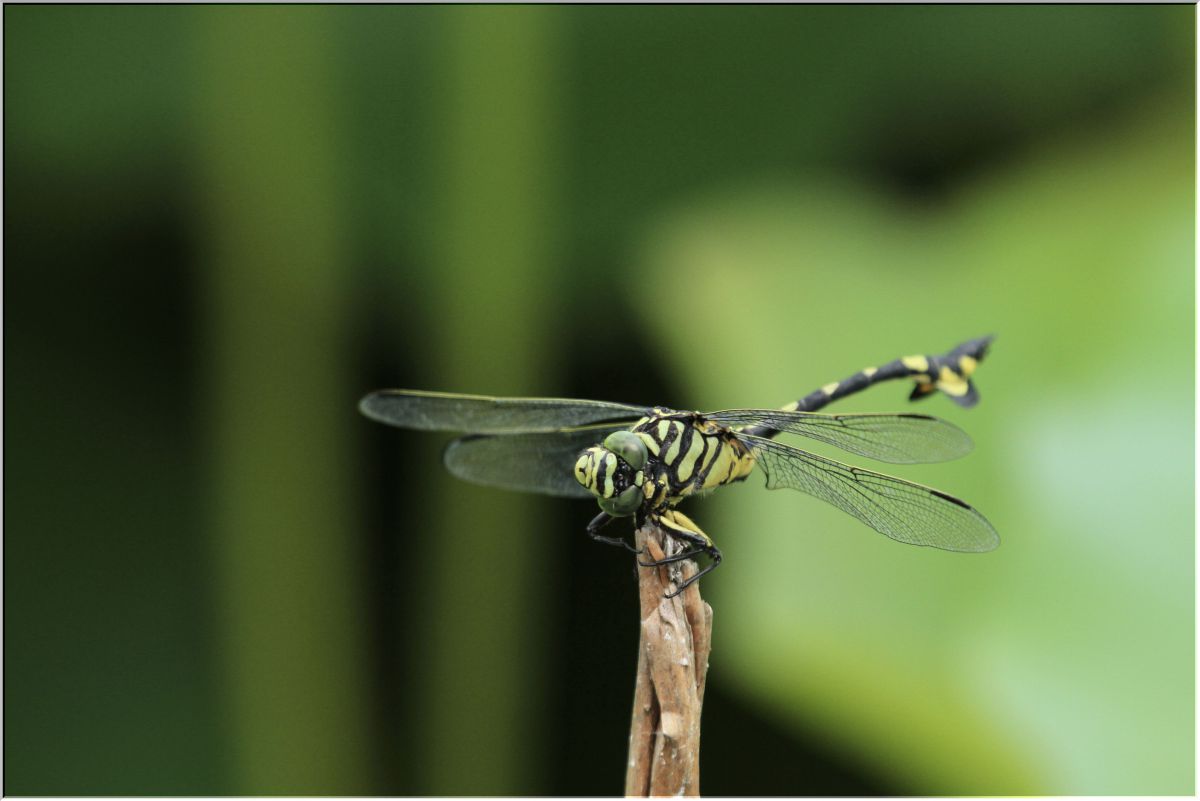 「Guard」 2－1 | GANREF