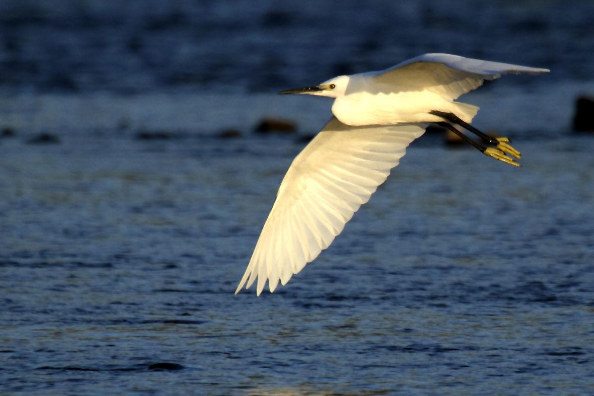 Wing・・・2 | GANREF