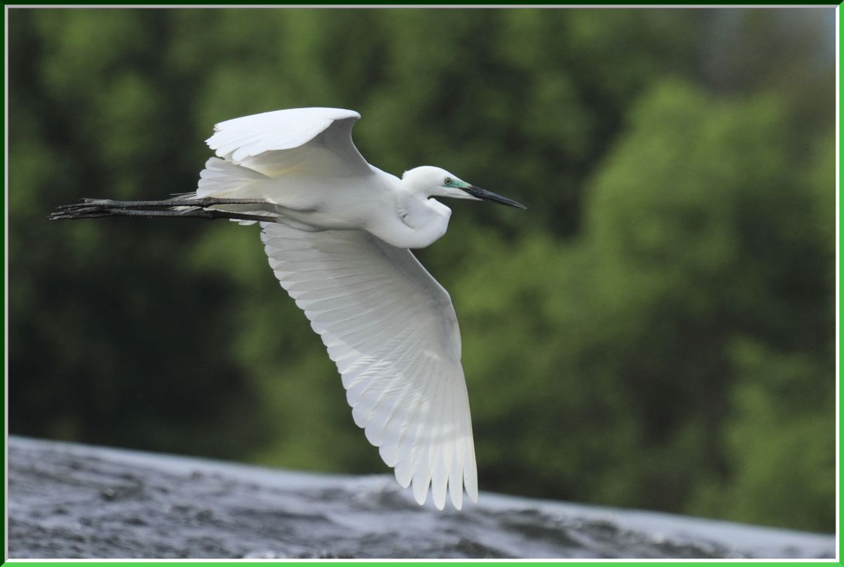 「Swing」 | GANREF