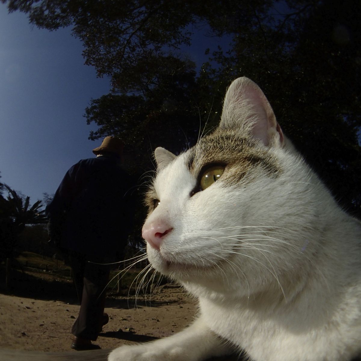 「Flashback」 | GANREF