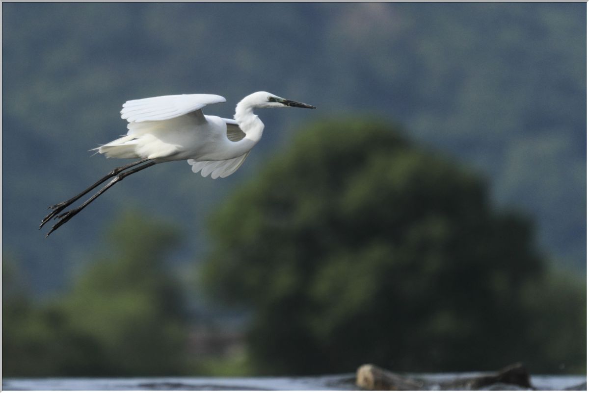 「Small dancer」 | GANREF