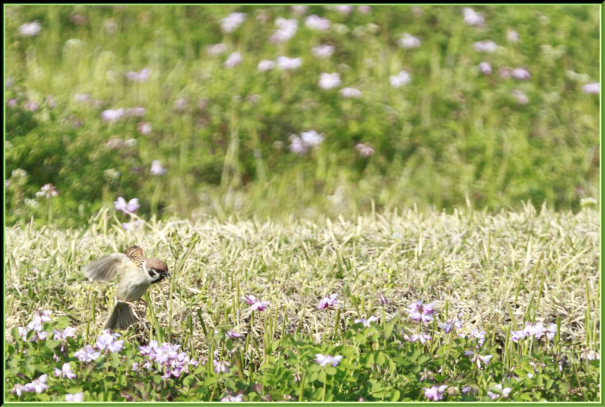 「Small flight」 | GANREF
