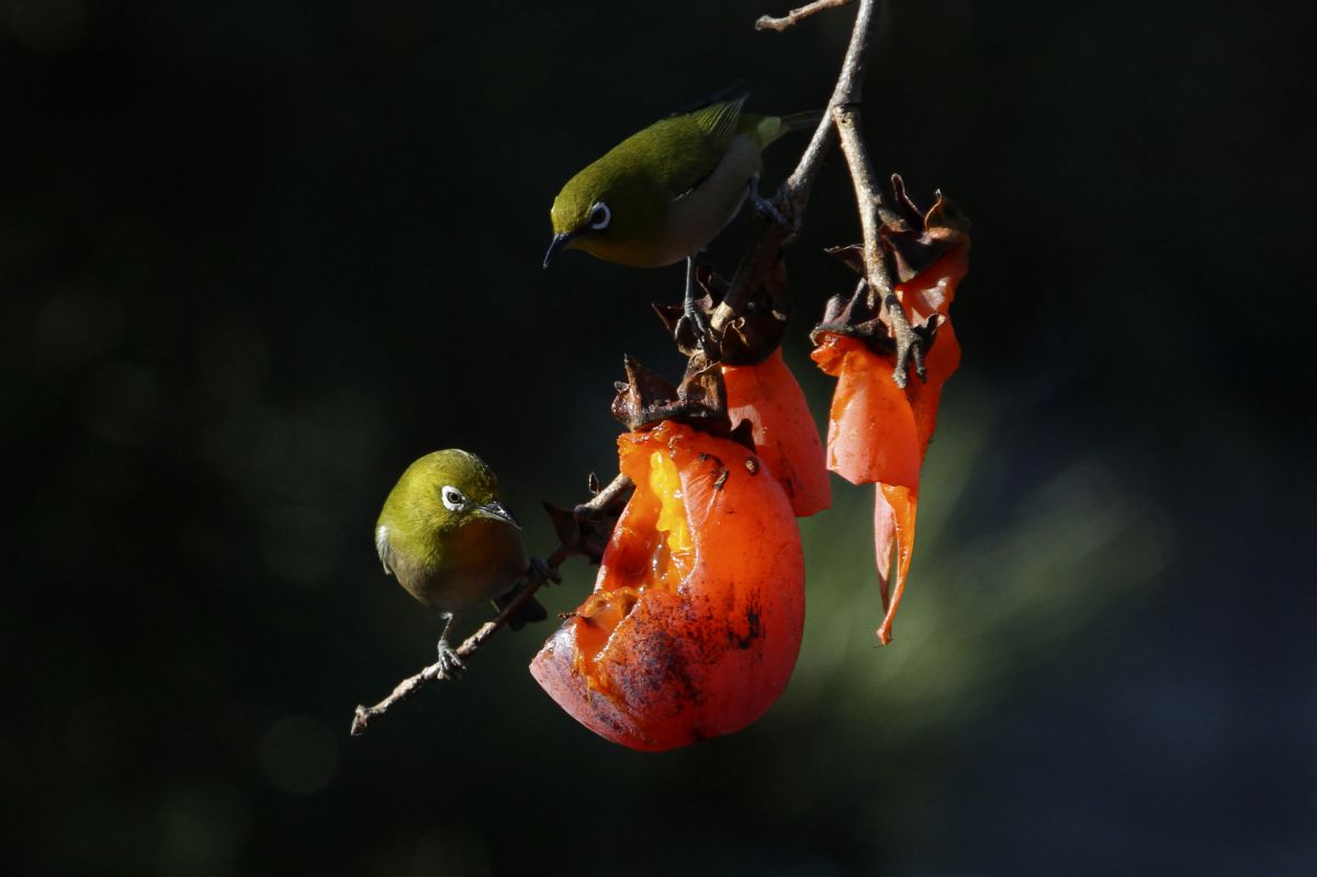 「夫婦メジロ」 | GANREF