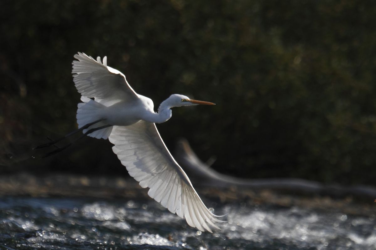 Wing・・・3 | GANREF