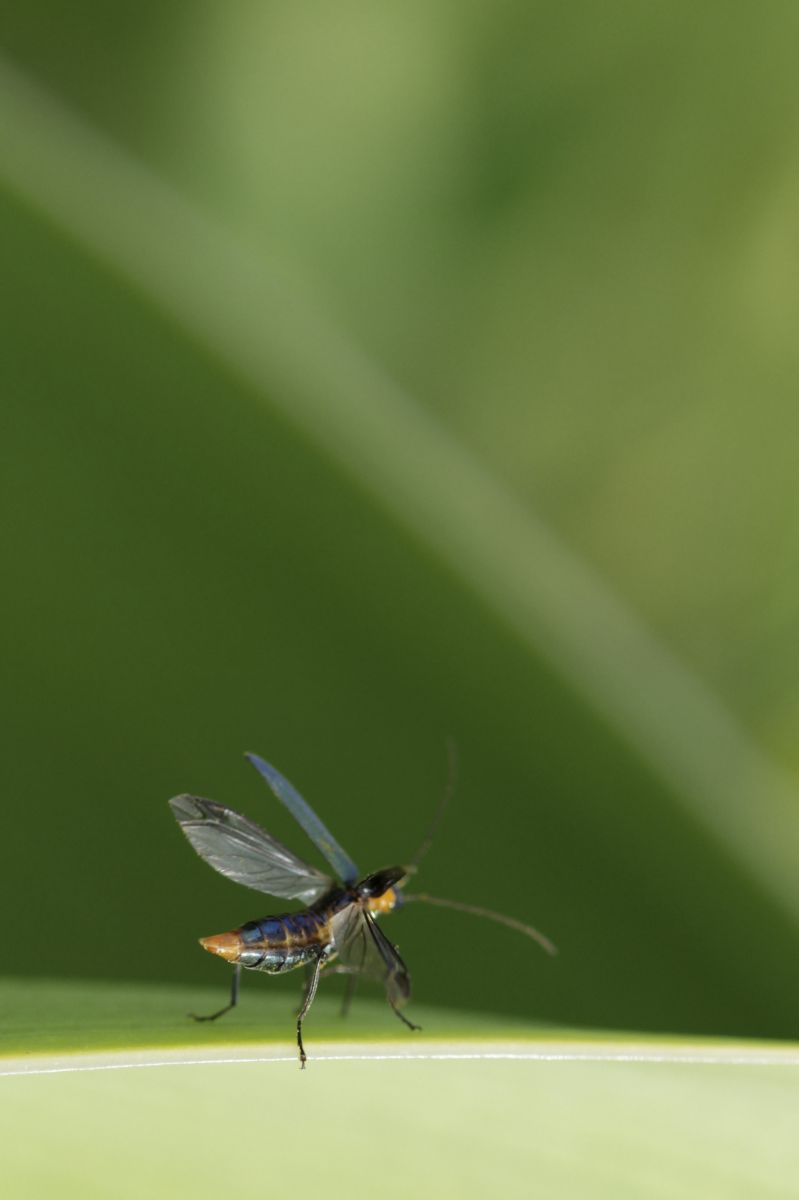 「Dancer」 | GANREF