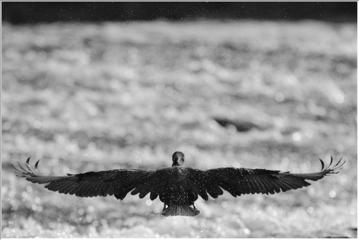 「Back shot 」 | GANREF