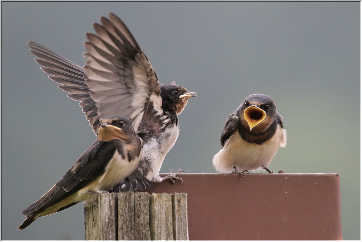 「Me first!」 | GANREF