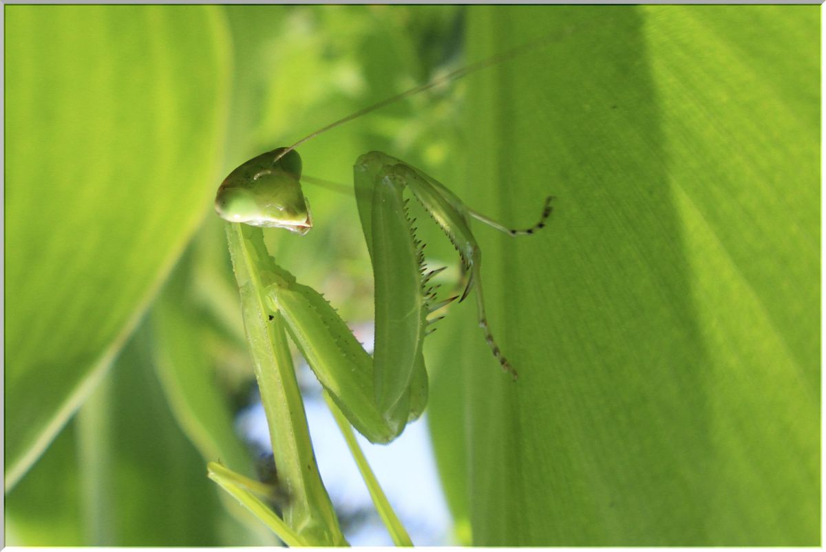 「Fighting pose！」 | GANREF