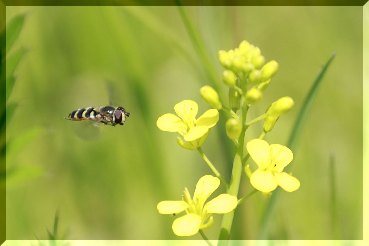 「Hovering」 | GANREF