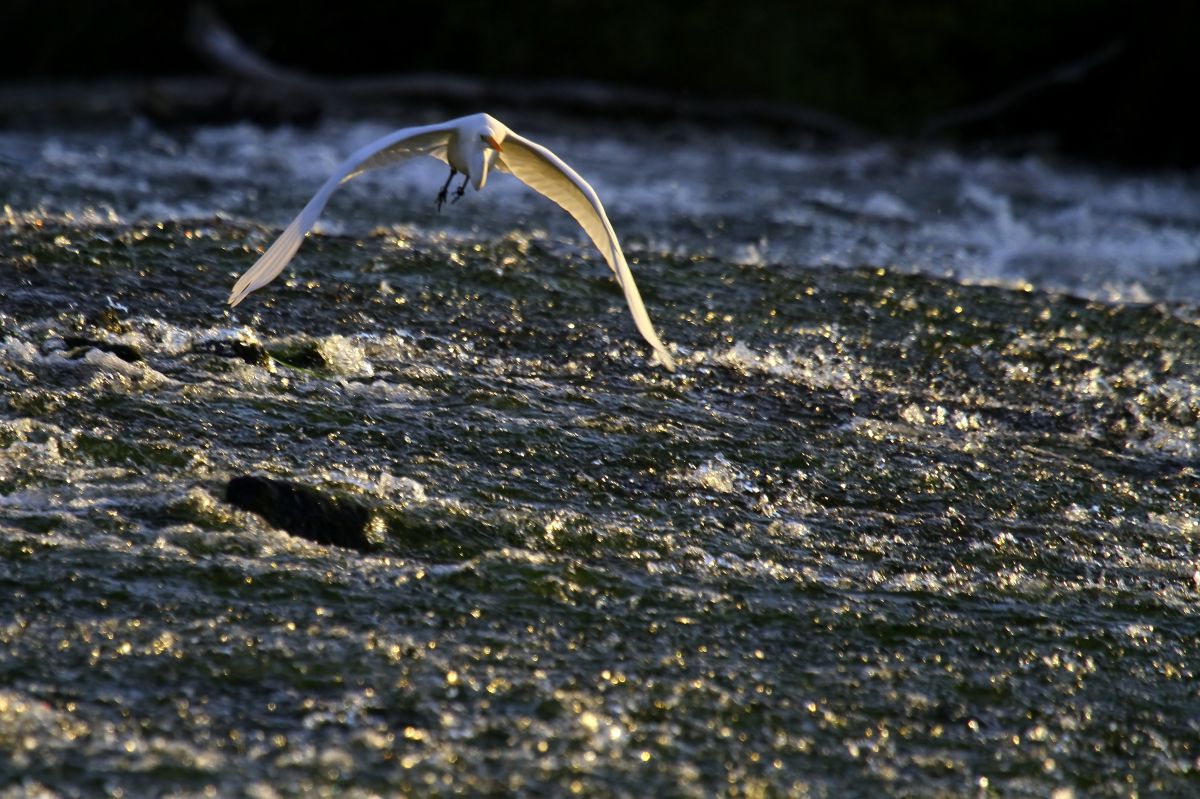 swing,swing,swing その4 | GANREF