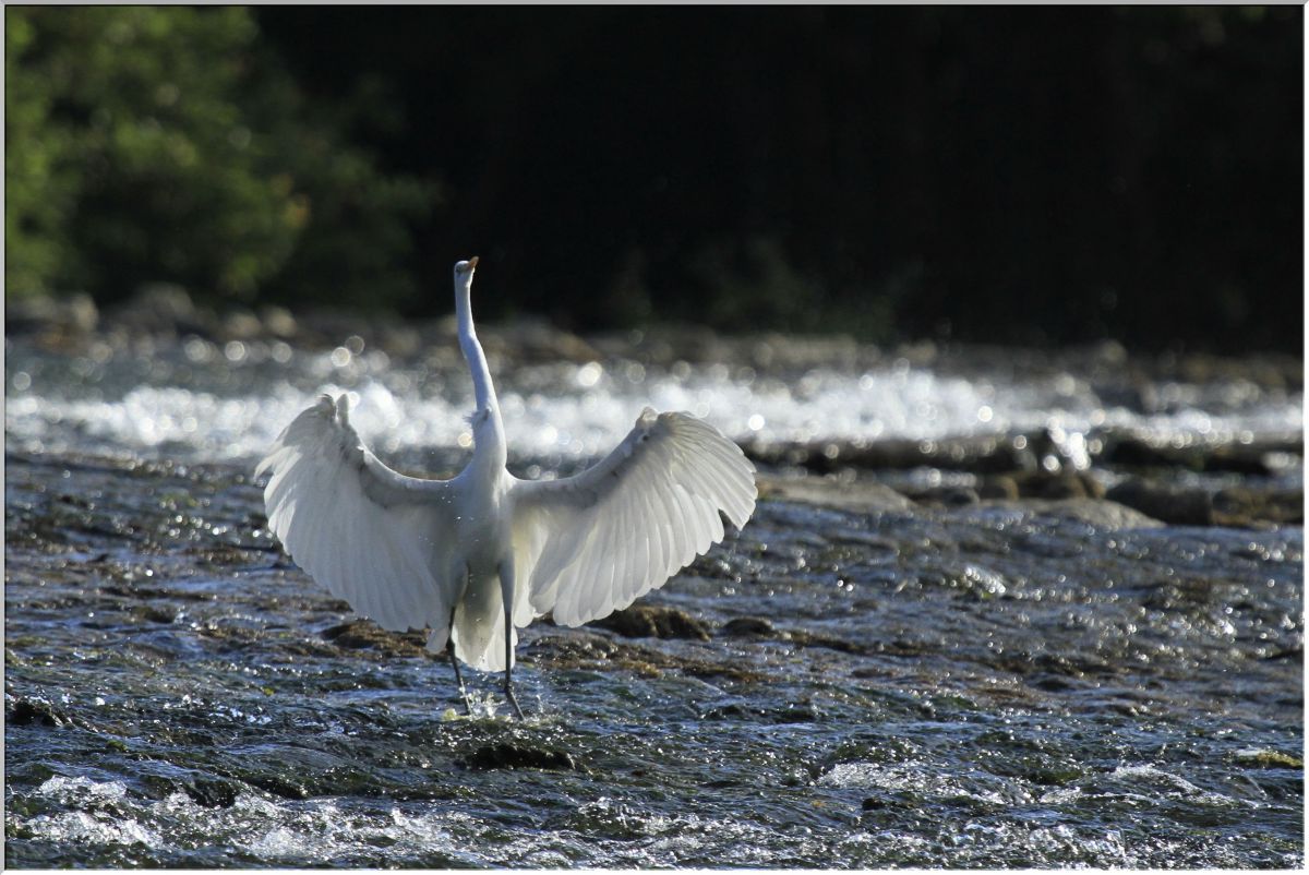 Dance of praying for rain」 | GANREF