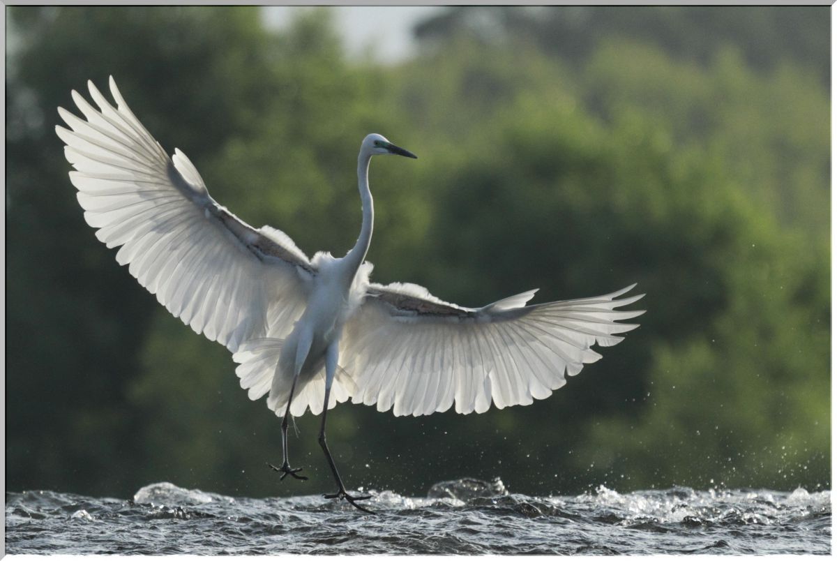 「White wings in the morning sun」 | GANREF