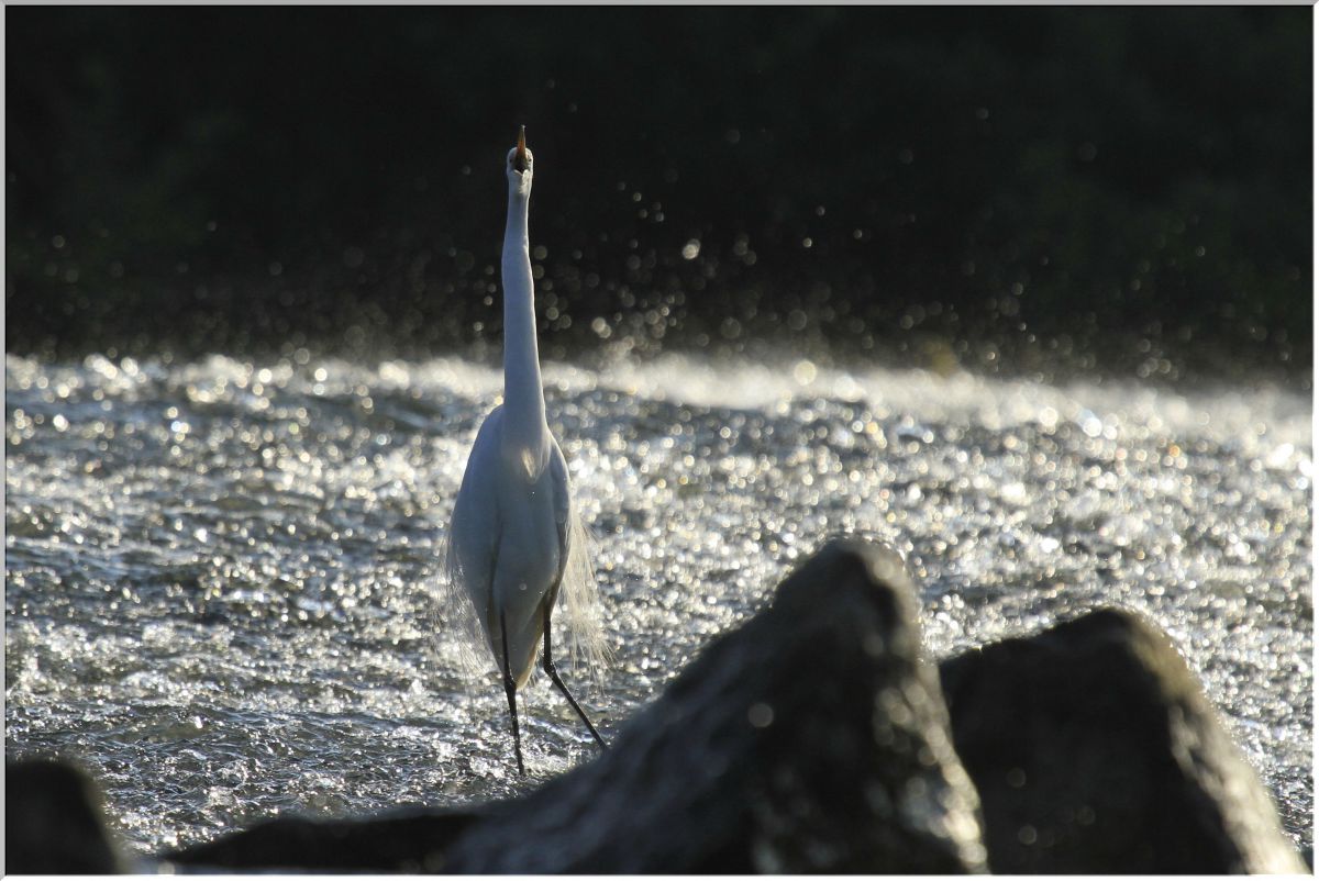 「Hey ～!」 | GANREF