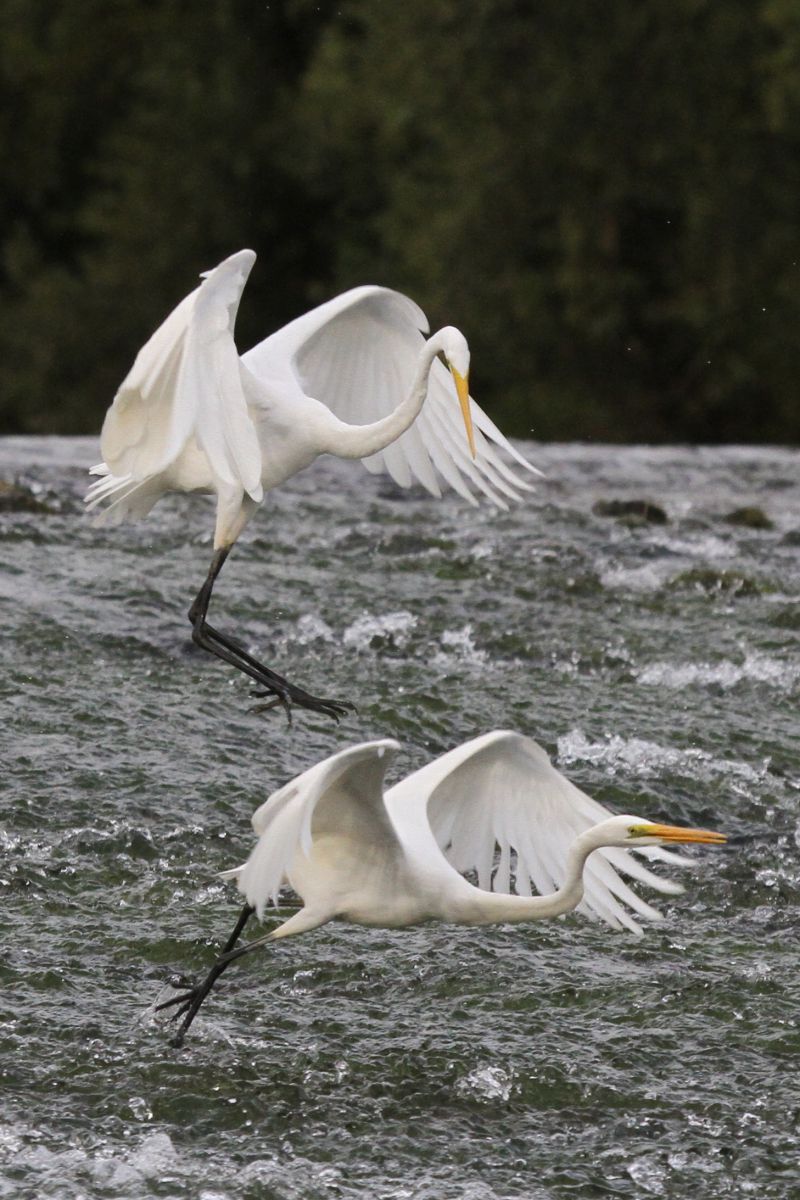 「dance in pairs」 | GANREF