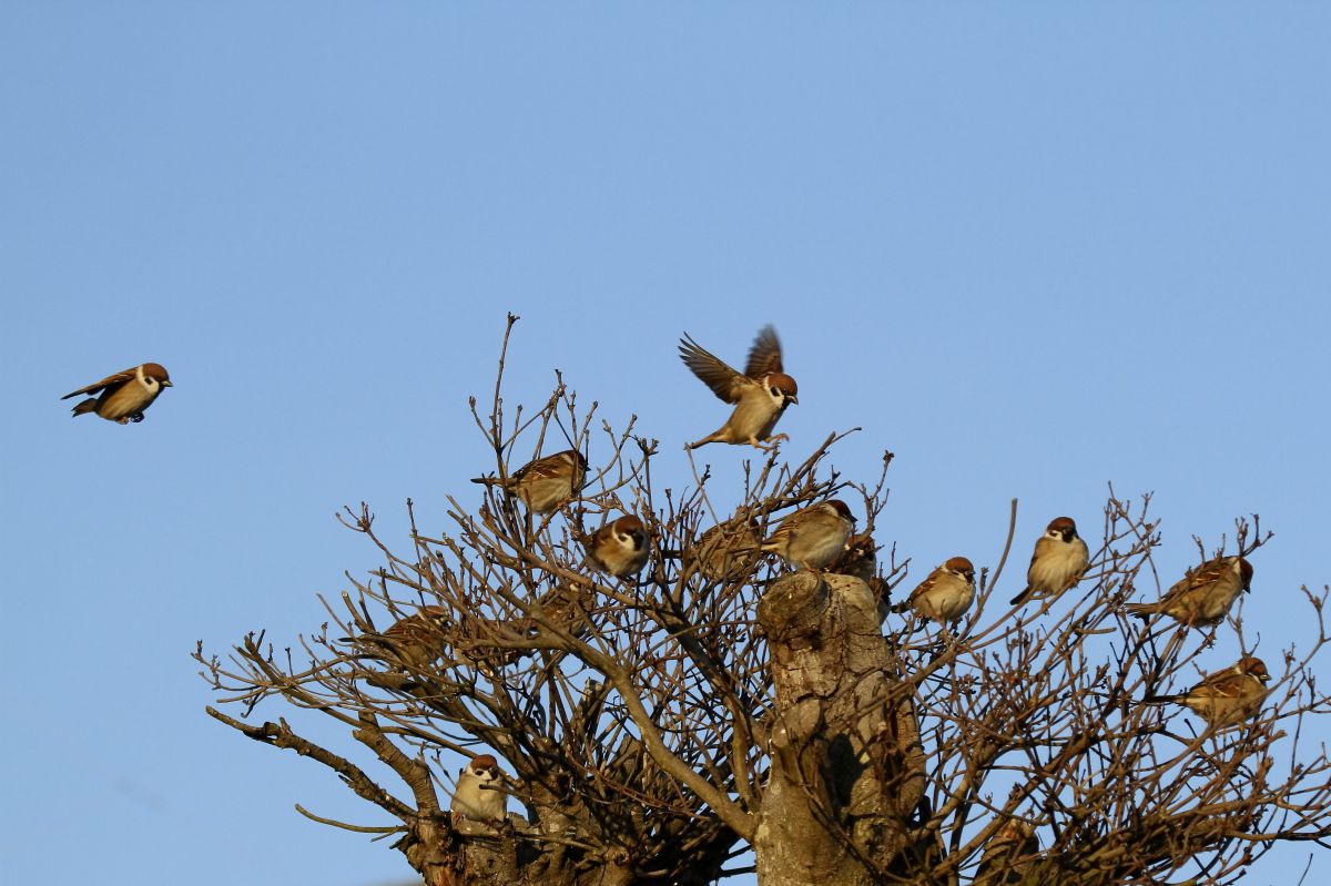 Small flight | GANREF