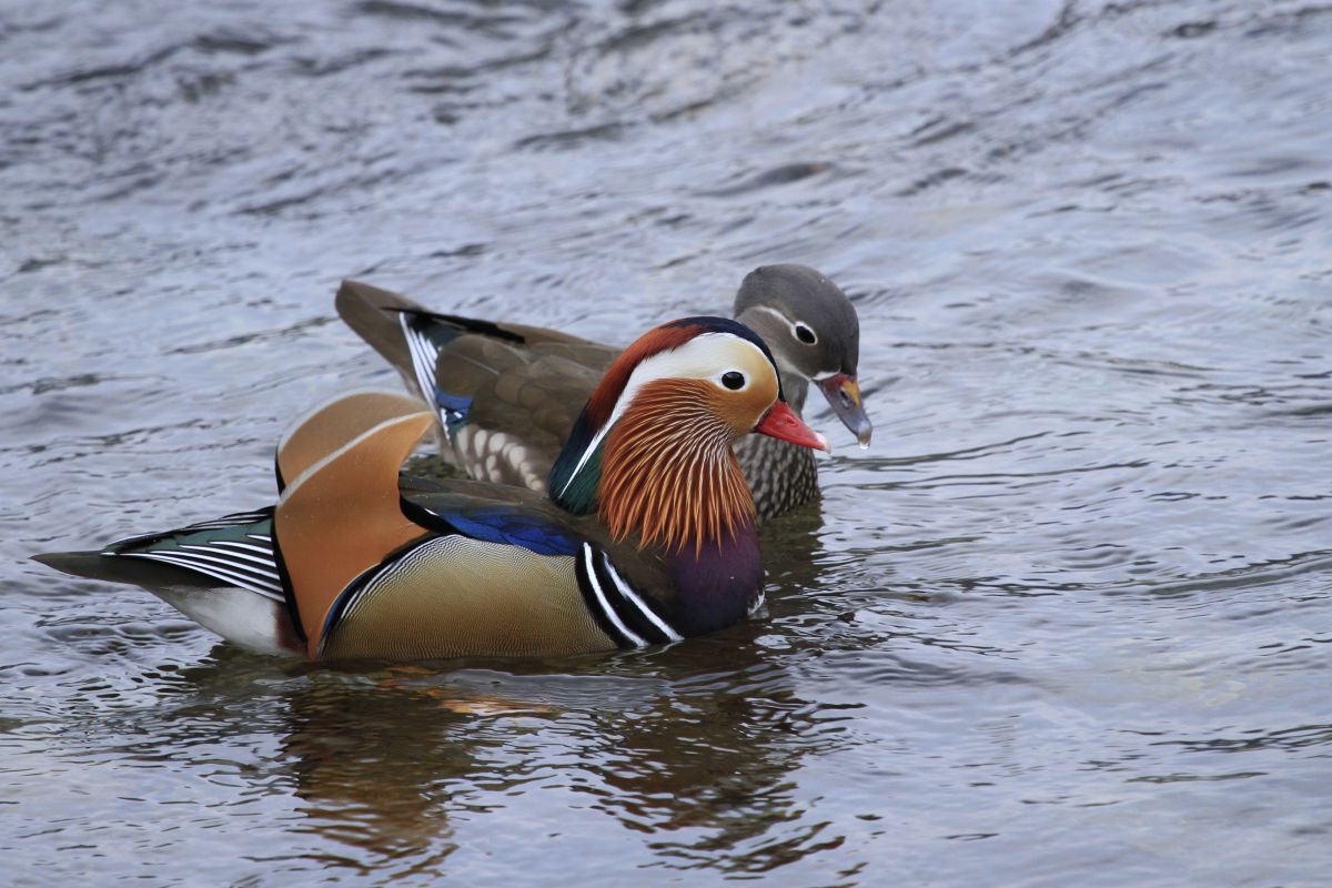 「Forever」 | GANREF