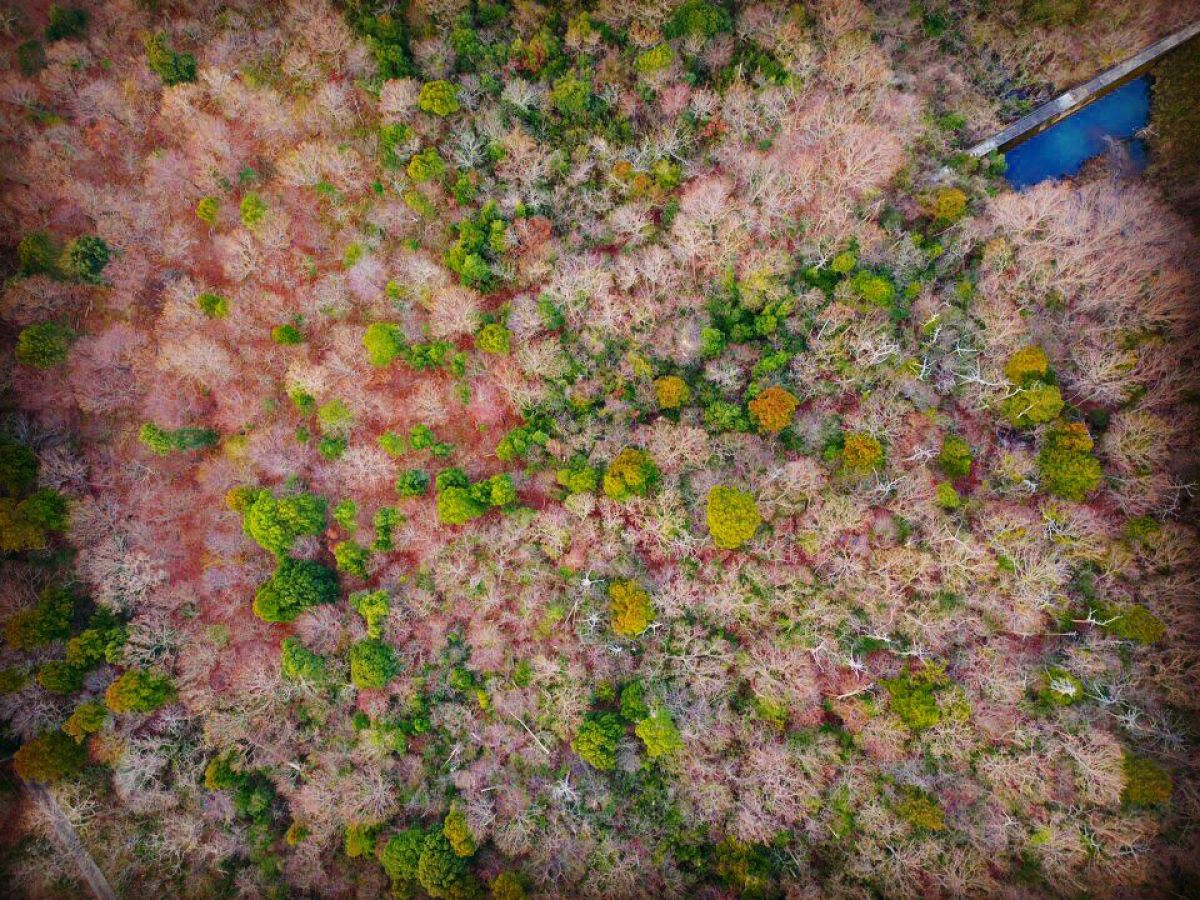 【空撮】色づき始めた桜たち | GANREF