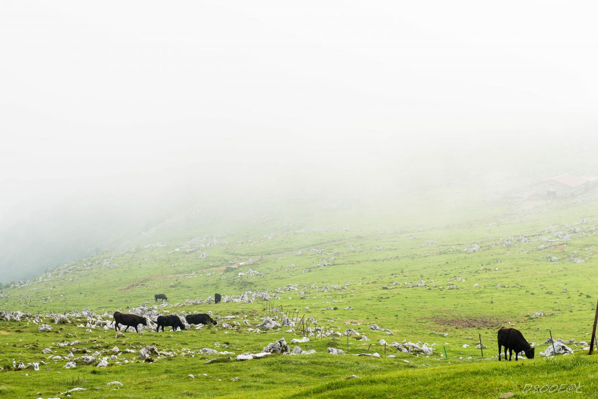 misty四国カルスト | GANREF