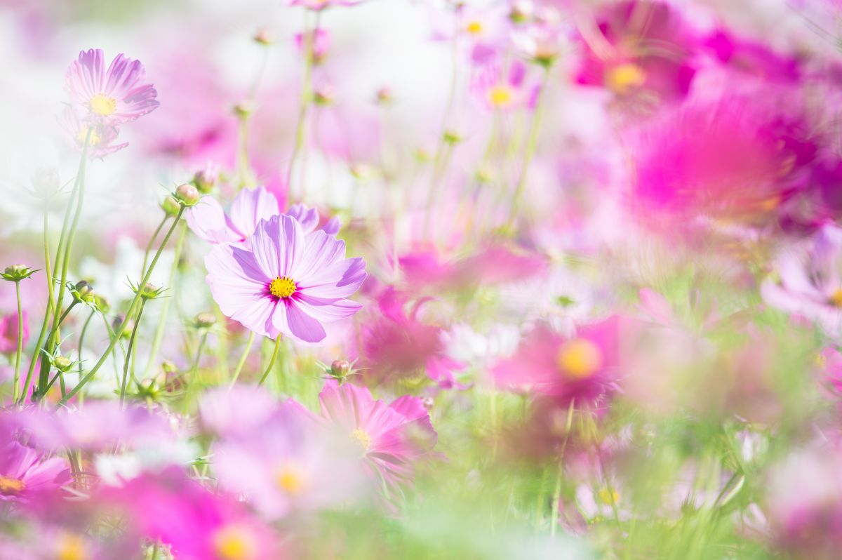 colorful harmony | GANREF