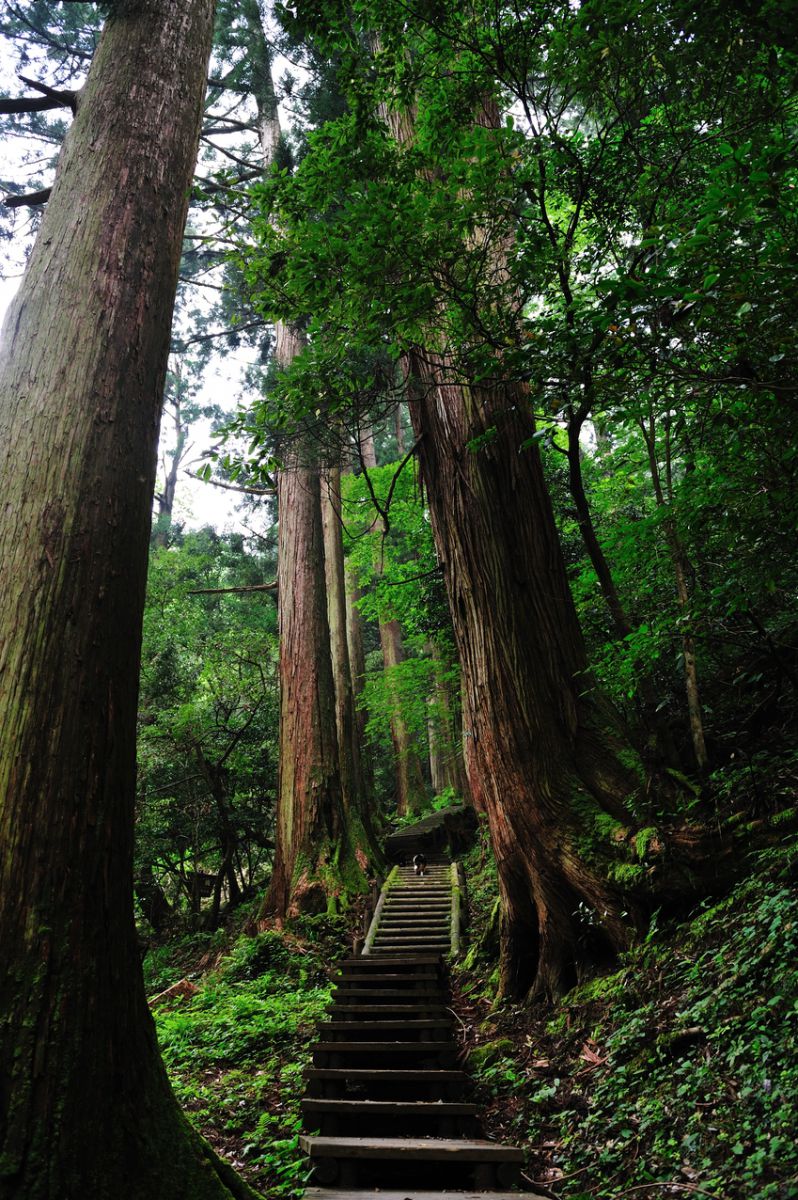 階段登れ！ | GANREF