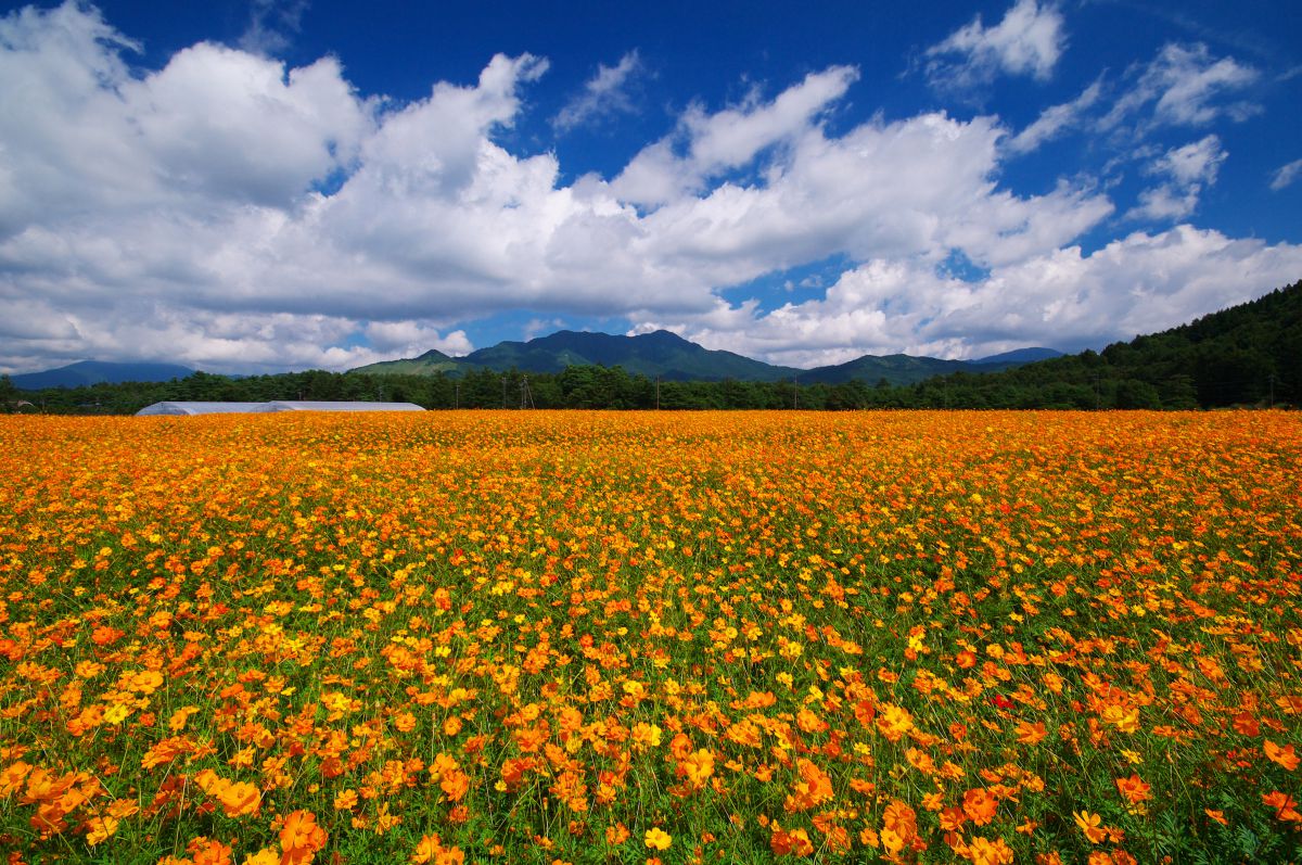 Orange Field of Dreams | GANREF