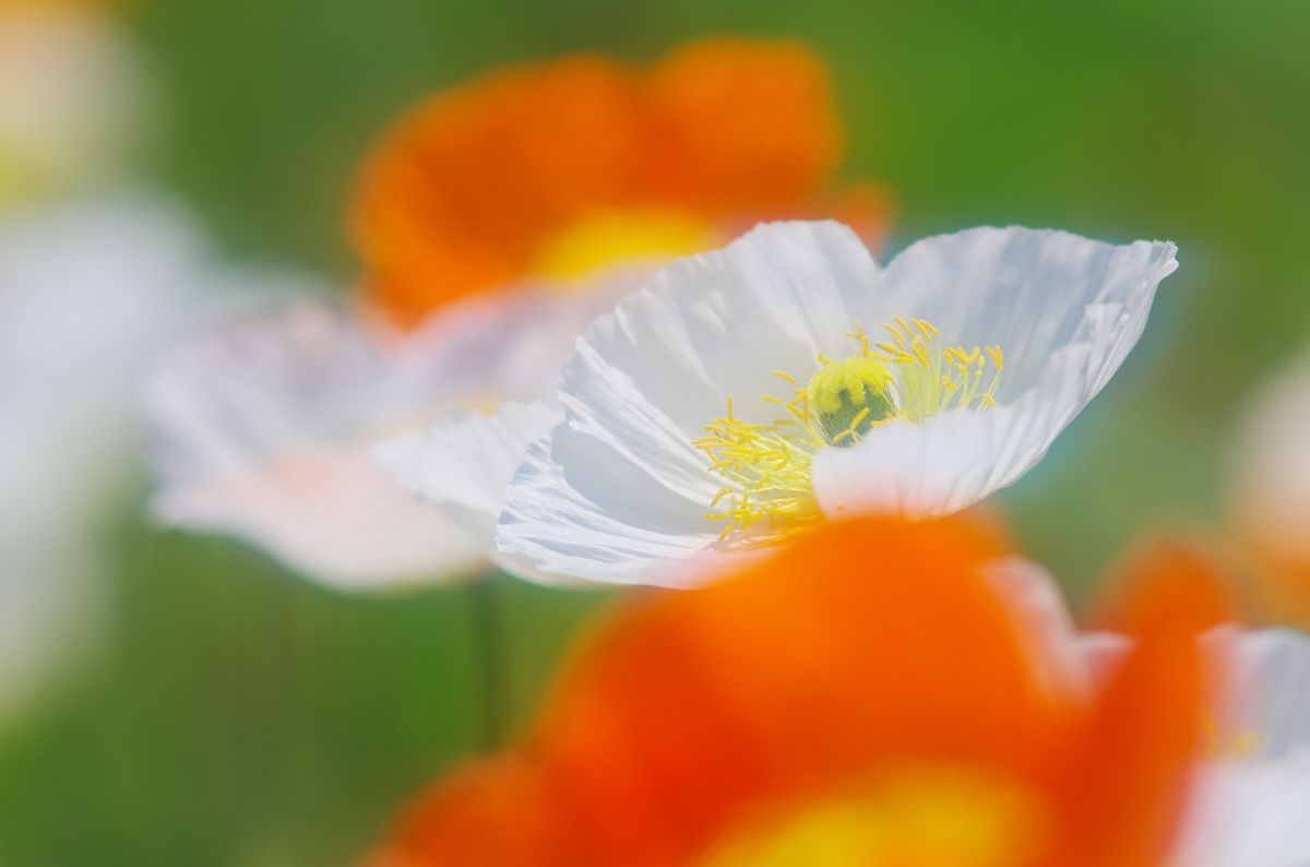 White Flare | GANREF