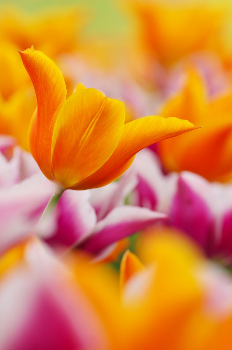 Flare Tulip | GANREF