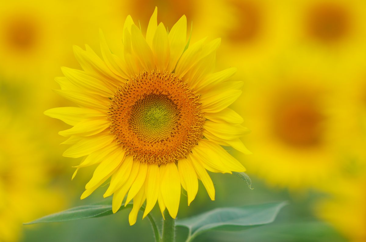 PORTRATE：SUNFLOWER | GANREF
