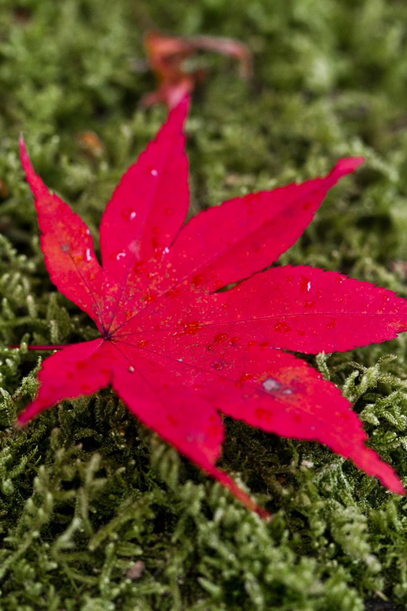 Fallen leaf | GANREF