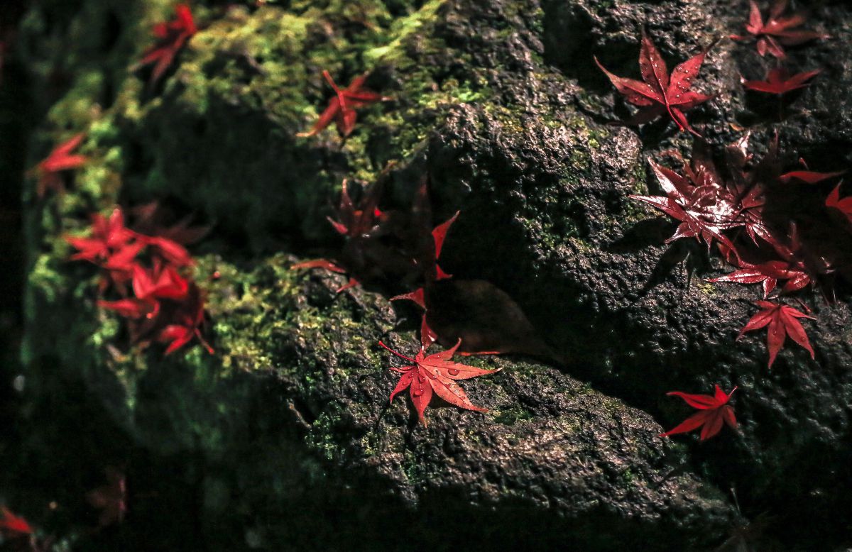 The end of autumn | GANREF