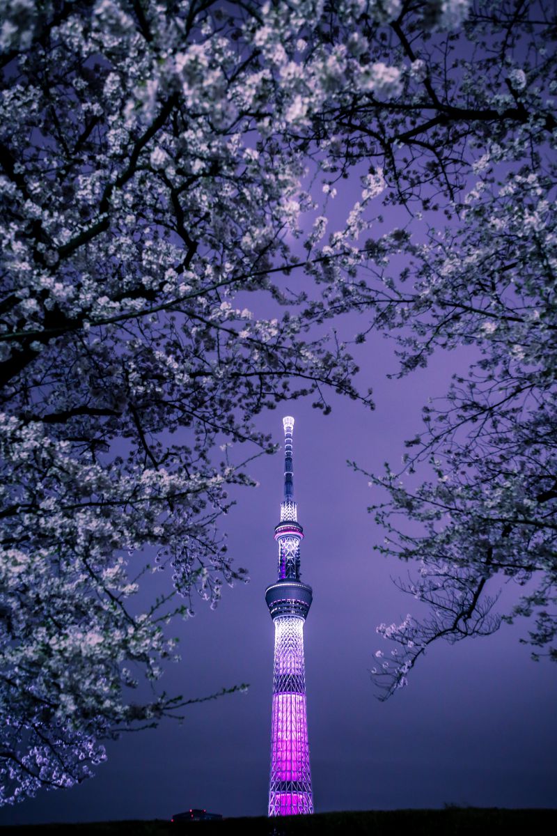 sky cherry tree | GANREF