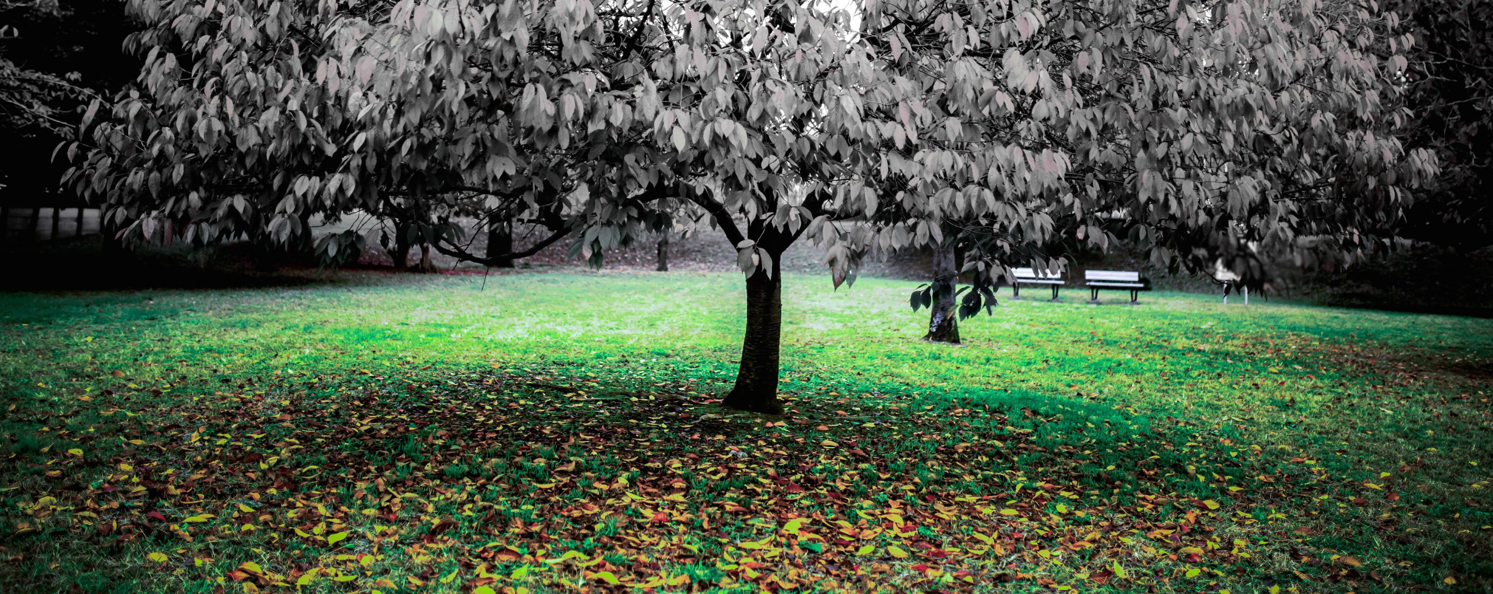 The color born in time of death | GANREF