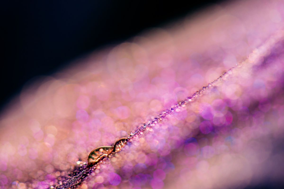 Illumination | GANREF