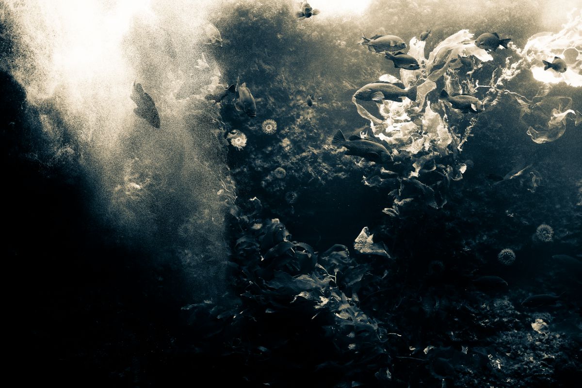 水中世界 | GANREF