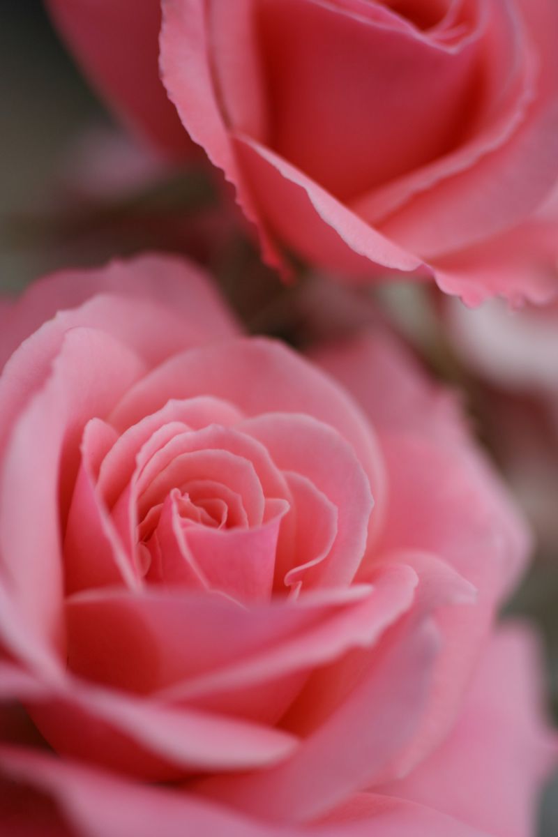 rose-pink-rose | GANREF