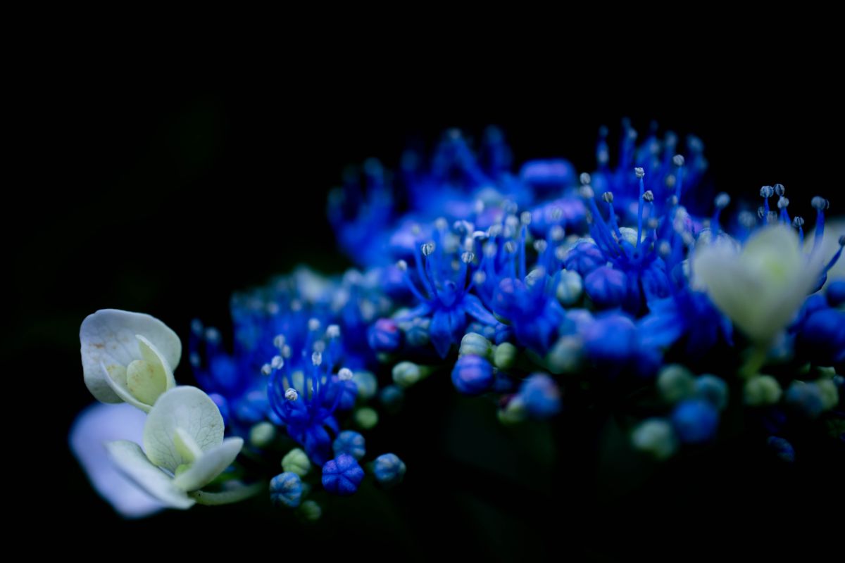 あじさい | GANREF